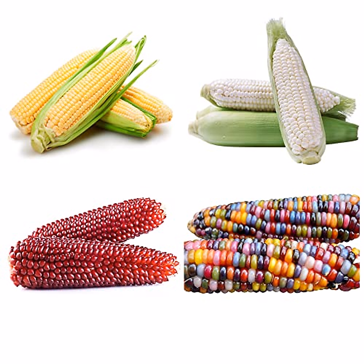 200+ Corn Seeds for Planting (4 Varieties) Glass Gem Corn, Sweet Corn, Silver Queen Corn, red Corn Non-GMO Heirloom, 90% Germination Rates Open Pollinated