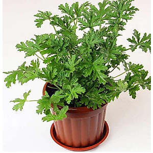 1000+ Citronella Plant Seeds for Planting Mosquito Plant Seeds Outdoor Non-GMO Heirloom Citronella Keeps Mosquitoes and pests Away