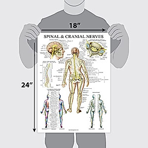 2 Pack: Spinal and Cranial Nerves + Anatomy of the Spine Poster Set - Set of 2 Anatomical Charts - Laminated - 18" x 24"