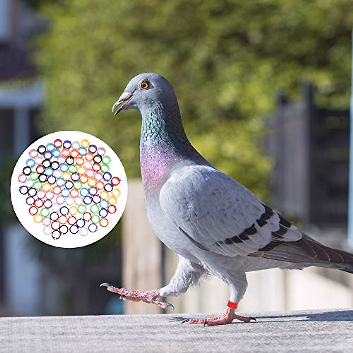 POPETPOP 200 Pcs Poultry Leg Bands Foot Identify Clip Rings Band for Pigeon Parrot Chicks Duck Lovebirds Supplies (Random Color)