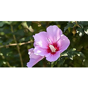 Aphrodite Hibiscus - Rose of Sharon - Althea Shrub -3pack - TriStar Plants - Summer Blooms, Attracts Pollinators, Fast Growing Trees