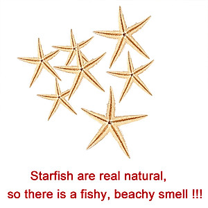 Ogrmar Small Starfish Star Sea Shell Beach Craft 0.4"-1.2" 90 Pcs