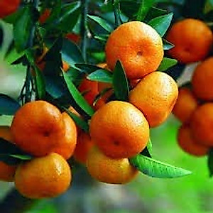 Fruit Seeds Orange Tree Seeds Dwarf Washington Navel Grow Indoors or Outdoors Non - GMO Easy to Grow Home Garden Plant - 30 Seeds