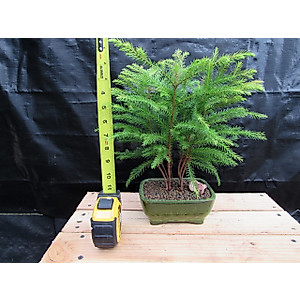 Norfolk Island Pine Bonsai Tree (Medium)
