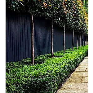 THE ONE Paint & Primer: Most Durable All-in-One Furniture Paint, Cabinet Paint, Front Door Paint, Wall Paint, Bathroom, Kitchen - Fast Drying Craft Paint Interior/Exterior (Black, Matte, 8.5oz)