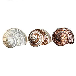 Hermit Crab Shells | Turbo Shells | 1 Brown, 1 Banded, and 1 White Pearlized Turbo Shells 1.75"-2" | Opening Size Approx. 1" | Hermit Crab House for Décor | Plus Free Nautical eBook by Joseph Rains