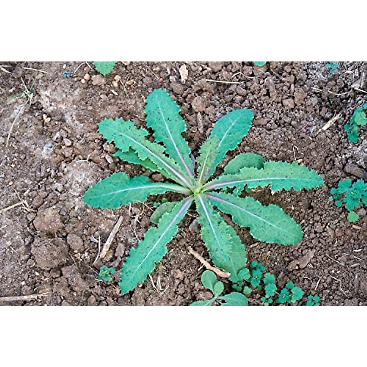 Earthcare Seeds Wild Lettuce 50 Seeds (Lactuca virosa) Heirloom - Non GMO - Open Pollinated