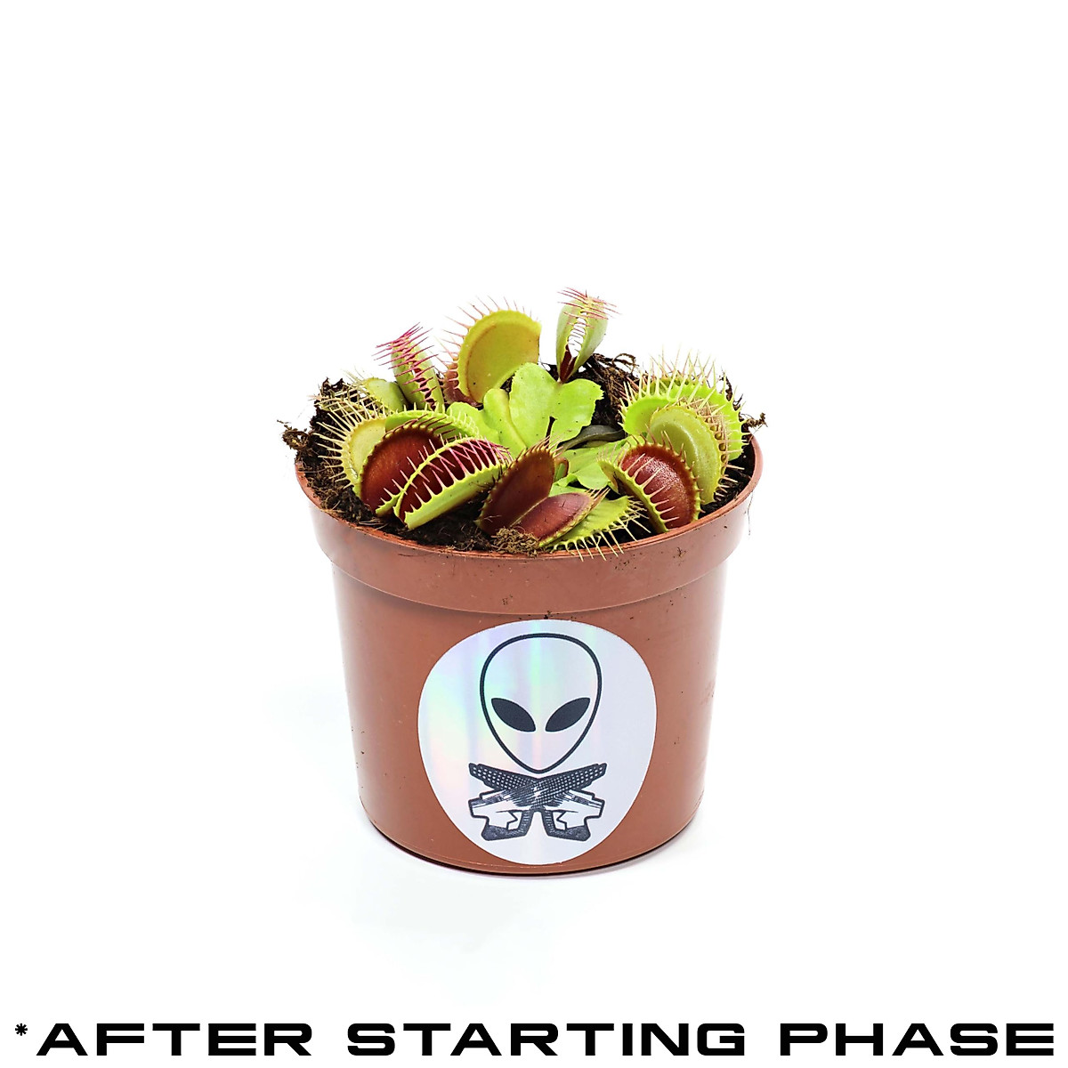 Starter Venus Flytrap - Discover The Galaxies Secret Wonder- Mars Venus Flytraps Carnivorous Live Plants