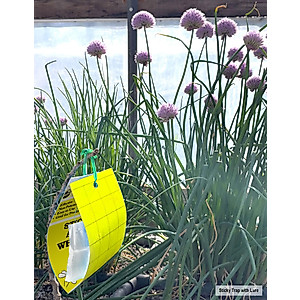 Aphid and Whitefly Sticky Traps - 5 Pack