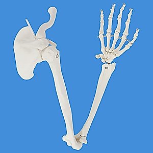 Wellden Product Anatomical Human Upper Limb Skeleton Model, Life Size