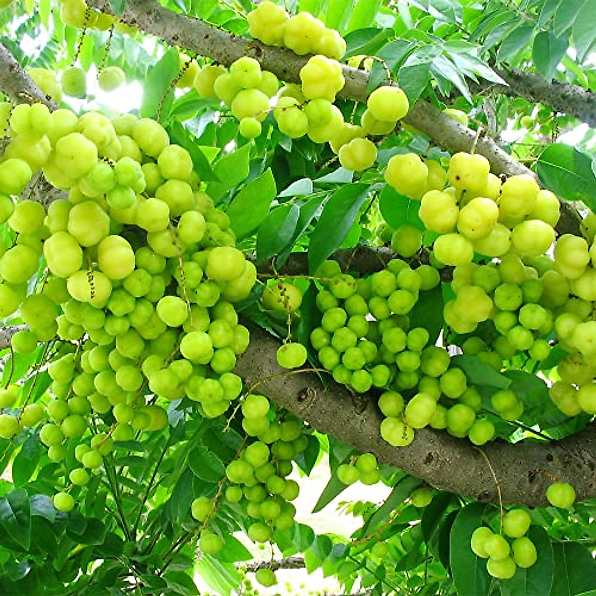 QAUZUY GARDEN 5 Seeds Tahitian Gooseberry Phyllanthus Acidus Malay Star Tree Fruit Seeds -Non-GMO & Untreated Seeds -Rare Exotic Nutritious Fruits for Garden Home