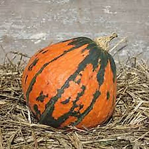 CHUXAY GARDEN Lakota Squash Seed 40 Seeds Delicious Winter Squash Beautiful Vegetable Popular for Baking Easy Grow