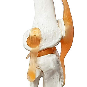 Human Functional Knee Joint Model, with Ligament, Life Size for Medical Teaching Learning, Clinic Demonstration, Kids Learning Education Display Tool