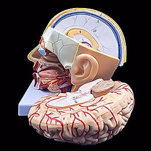 XINDAM Human Head Anatomical Model 4-Part Life-Size Head Brain Cross Section Anatomy for Science Classroom Education Study Teaching Display