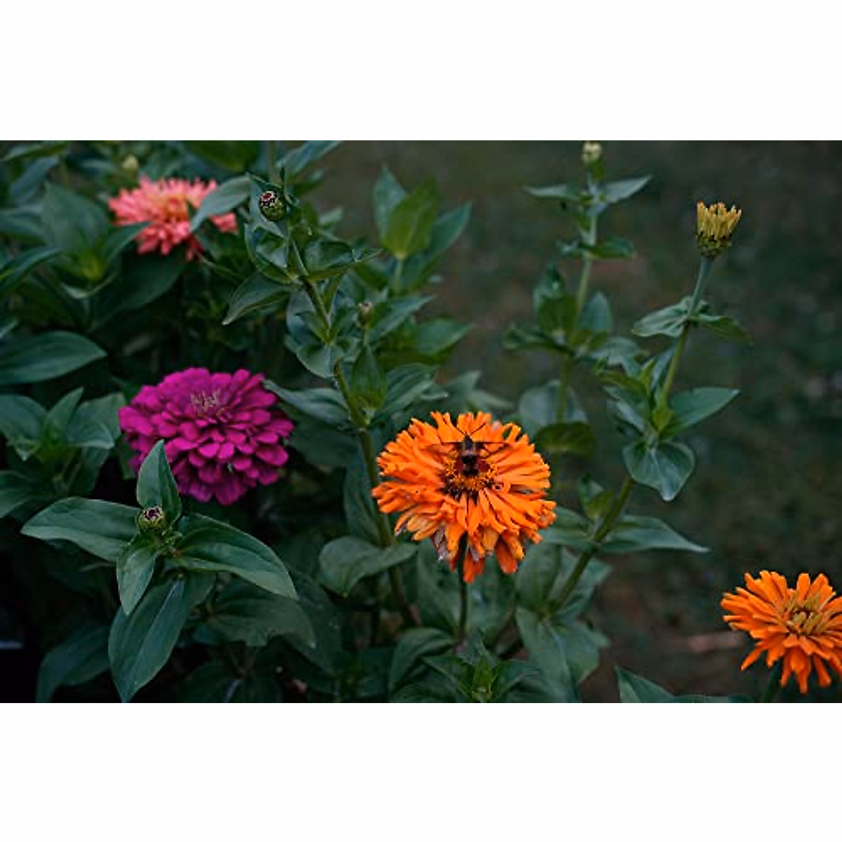 "California Giant Mix" Zinnia Seeds for Planting, 200+ Flower Seeds Per Packet, (Isla's Garden Seeds), Non GMO & Heirloom Seeds, Botanical Name: Zinnia elegans, Great Home Garden Gift