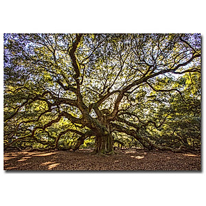 REFRIGERATOR MAGNET USA, South Carolina, Charleston, Angel Oak Tree Travel Refrigerator Magnet Size 2.5 x 3.5, Multi-color(view_a534)