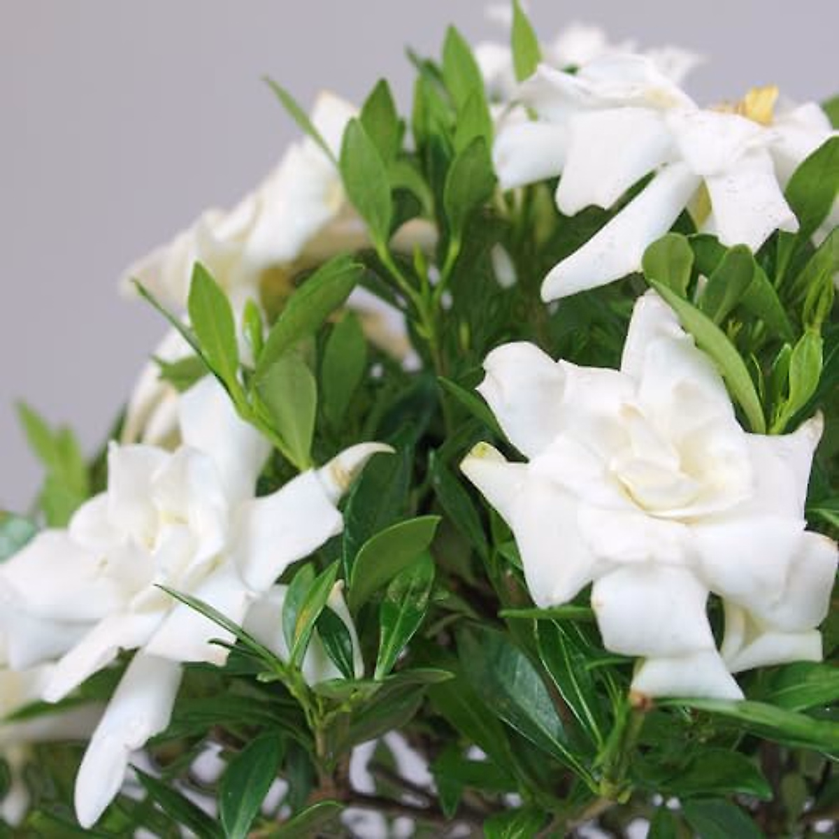 Brussel's Live Gardenia Outdoor Bonsai Tree (2 Pack) - 8 Years Old; 8" to 12" Tall with Decorative Container