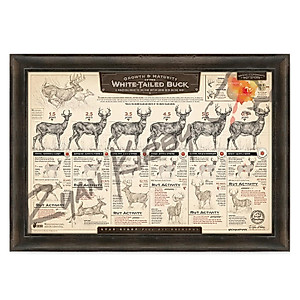 "The Growth & Maturity of the White-tailed Buck" Fine Art Paper Print