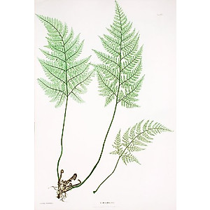 Lastrea foenisecii [Hay-scented, or Concave Prickly-toothed Buckler Fern]