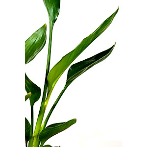 9GreenBox - Orange Bird of Paradise - 2 Pack