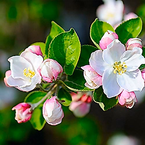 Brighter Blooms Dorsett Apple Tree (6-7 ft.)
