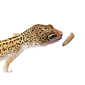 Josh's Frogs Waxworms (50 Count)