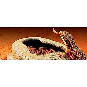 Exo Terra Worm Dish, Small