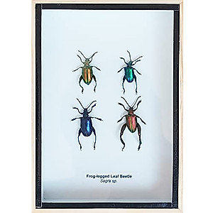 ThaiHonest Real 4 Frog Legged Leaf Beetle Sagra buqueti Insect Taxidermy in Wood Box Display for Collectibles