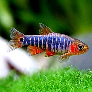 Emerald Dwarf Rasbora - 8 Pack Live Freshwater Aquarium Fish