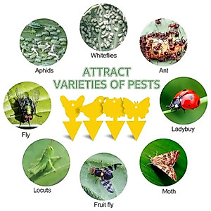 Springco 100 Pack Fruit Fly Traps Yellow Sticky Traps Gnat Sticky Traps for Indoor/Outdoorgnat Traps for House Indoor (95（95+4+1） 100pack)