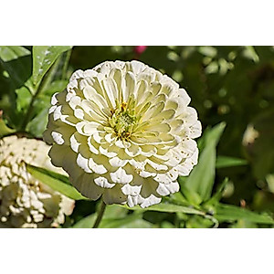 "Blushing Bride Mix" Zinnia Seeds for Planting, 200+ Flower Seeds Per Packet, (Isla's Garden Seeds), Non GMO & Heirloom Seeds, Botanical Name: Zinnia elegans, Great Home Garden Gift