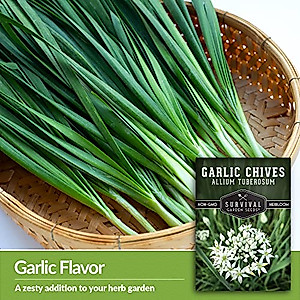 Survival Garden Seeds - Garlic Chives Seed for Planting - Packet with Instructions to Plant and Grow Delicious Perennial Herbs in Your Home Vegetable Garden - Non-GMO Heirloom Variety