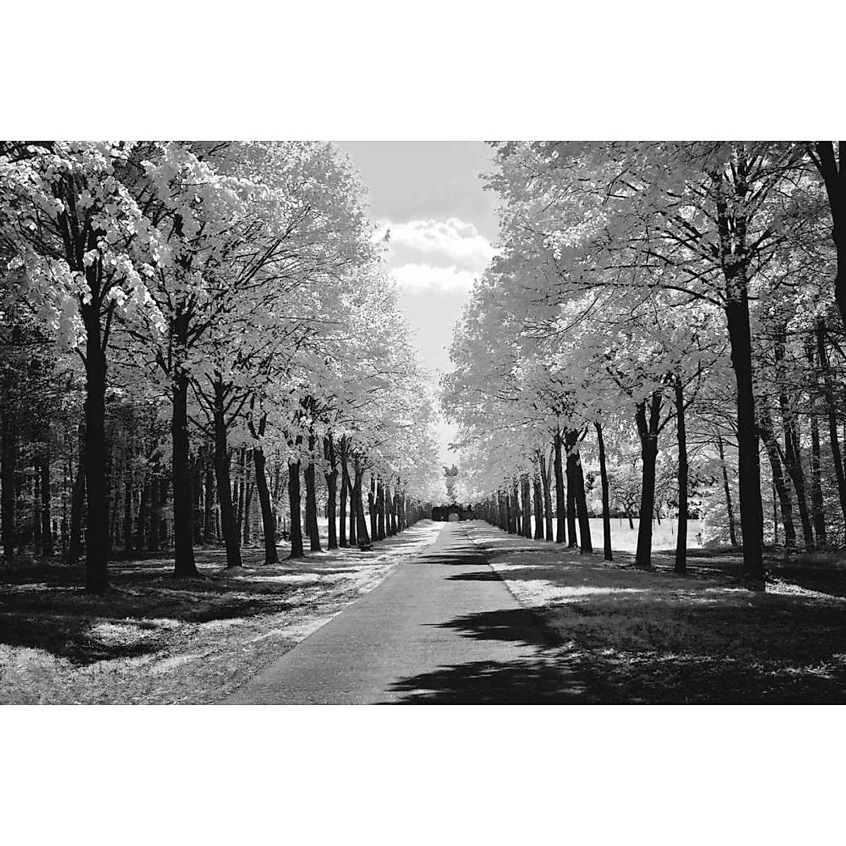 ArtDirect Sublime 10x7 UnFramed Art Print Poster Ready for Framing by Szilagyi, Ily