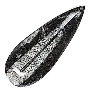 KALIFANO Authentic Natural Orthoceras Fossil - Extinct Cephalopod Shell from Morocco