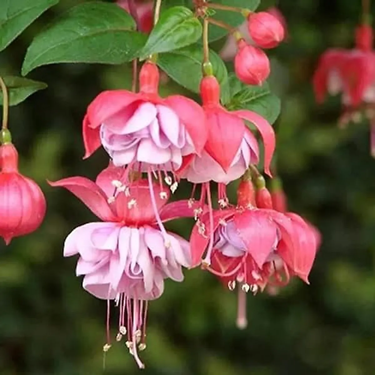 CHUXAY GARDEN Red Pink Fuchsia Seed 200 Seeds Heirloom Showy Accent Plant Exotic Charm Pendulous Bloom Lovely Native Wildflower Perfect for Hanging Basket and Containers Decor Garden
