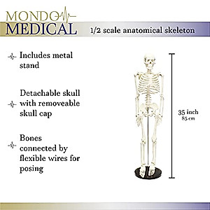 MonMed Medical Skeleton Model, 33.5in Small Human Figure for Anatomy, Art, Halloween
