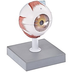 EISCO Human Eye Model - 3X Enlarged - 7 Parts Labs