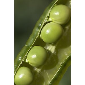 Posterazzi An Opened Green Pea Pod Alberta Canada Poster Print, (26 x 40)