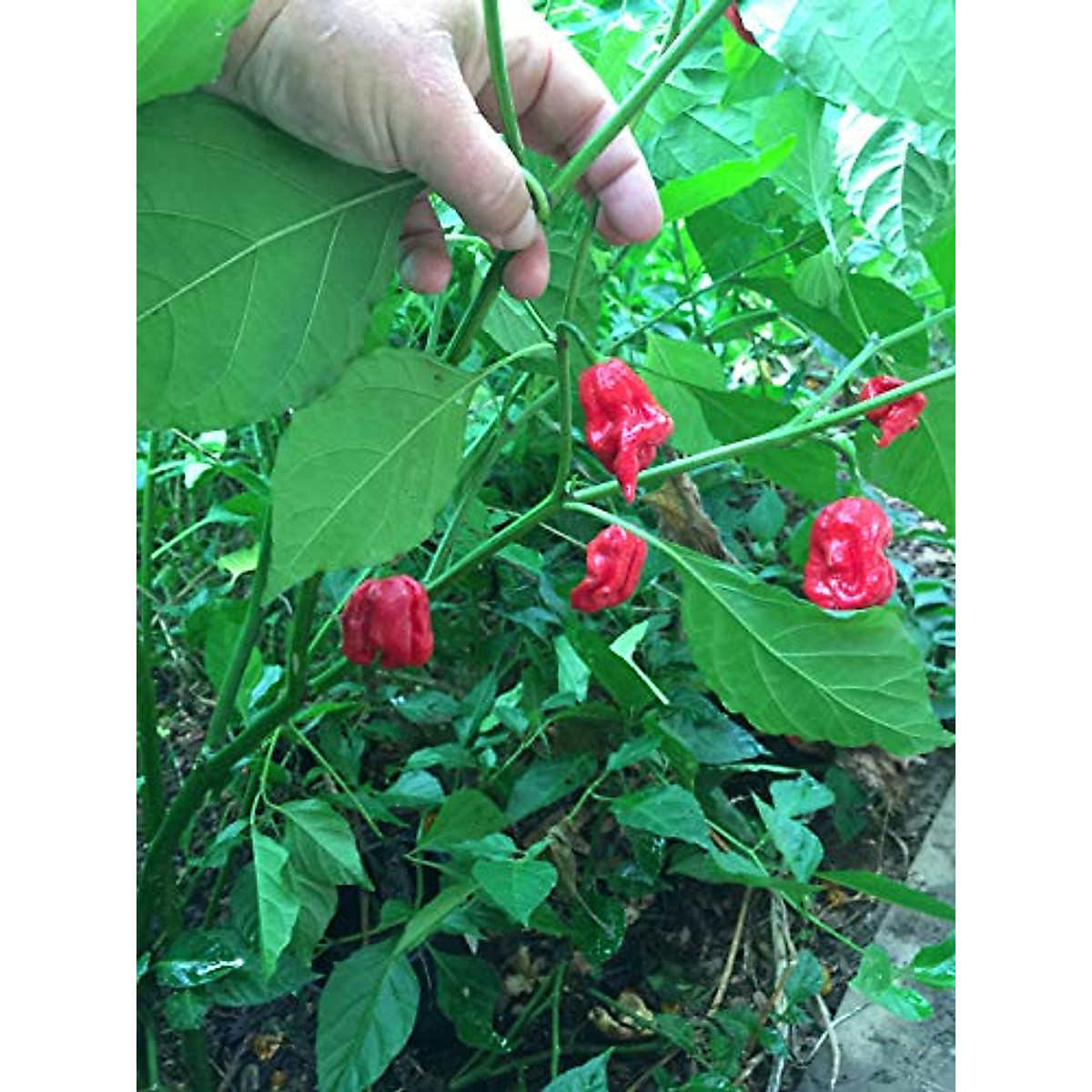 1150A-Trinidad Scorpion Moruga Pepper (Capsicum chinense) Seeds by Robsrareandgiantseeds UPC0764425787792 Bonsai,Non-GMO,Organic,Historic Plants,Sacred, 1150-A Package of 25 Seeds