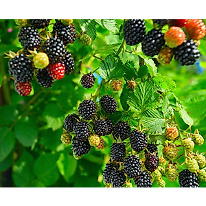 2 Thornless BlackBerry Plants, Arapaho Blackberries Bushes, 5 to 7 Inches Ornaments Perennial Garden Simple to Grow Pot