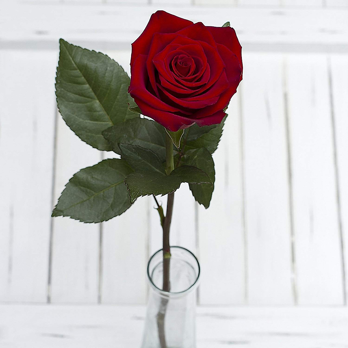 Fresh Cut 24 Red Roses - Fresh from the Farm Red Rose Bouquet – Hand-Selected Long-Lasting, Gift and Home Decor Perfect Fresh Flowers |20" Long Stems No Vase-2 Dozen | Flowers Gift