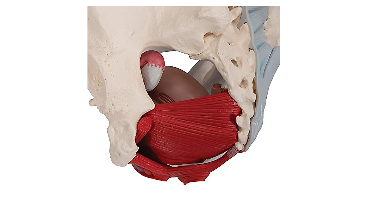 3B Scientific Female Pelvis Model w/ Ligaments | 4 Part