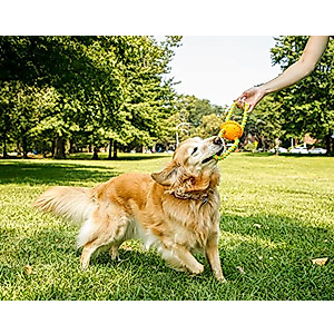 Hartz DuraPlay Bacon Scented Dog Toys, Medium/Large for All Breed Sizes