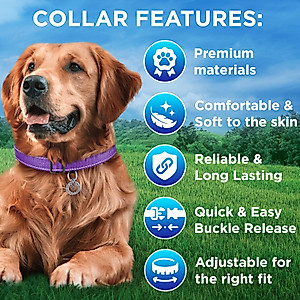 TECEUM Reflective Pet Collar – Purple – M – Extra Soft Padding – Basic Nylon Dog Collar – Quick Release Buckle – Fits Small, Medium and Large Dogs, Puppies, Cats – ESA & Service Dog Options