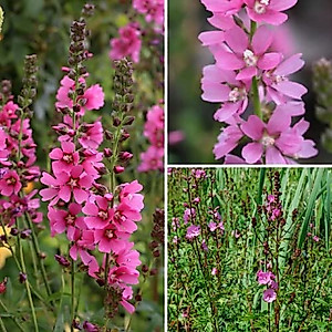 CHUXAY GARDEN Pink Sidalcea Hendersonii,Henderson's Checker 50 Seeds Double Hollyhock Sidalcea Checker Mallow Landscaping Rocks Showy Accent Plant