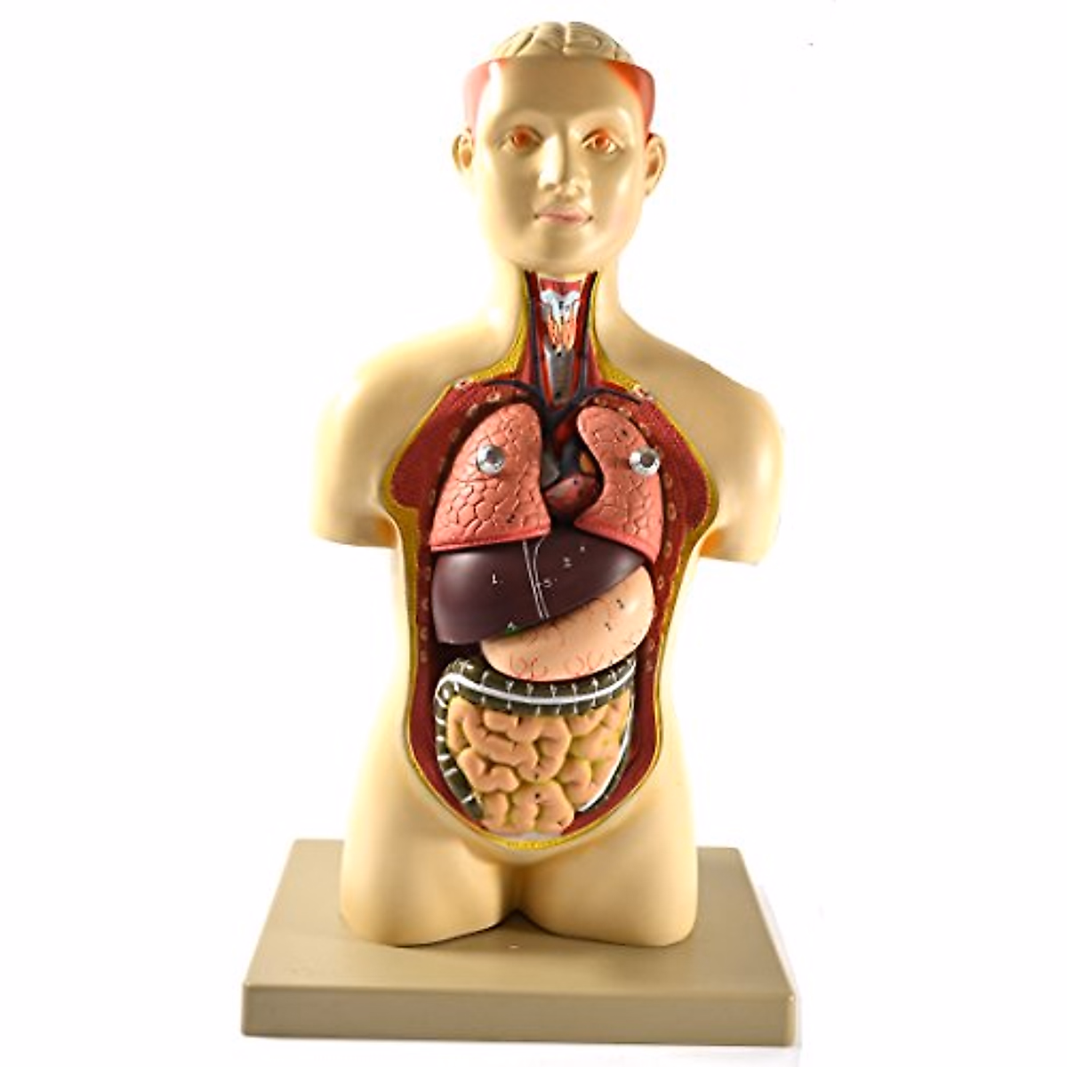 Eisco Labs Half Life Size Human Torso Model; 17''