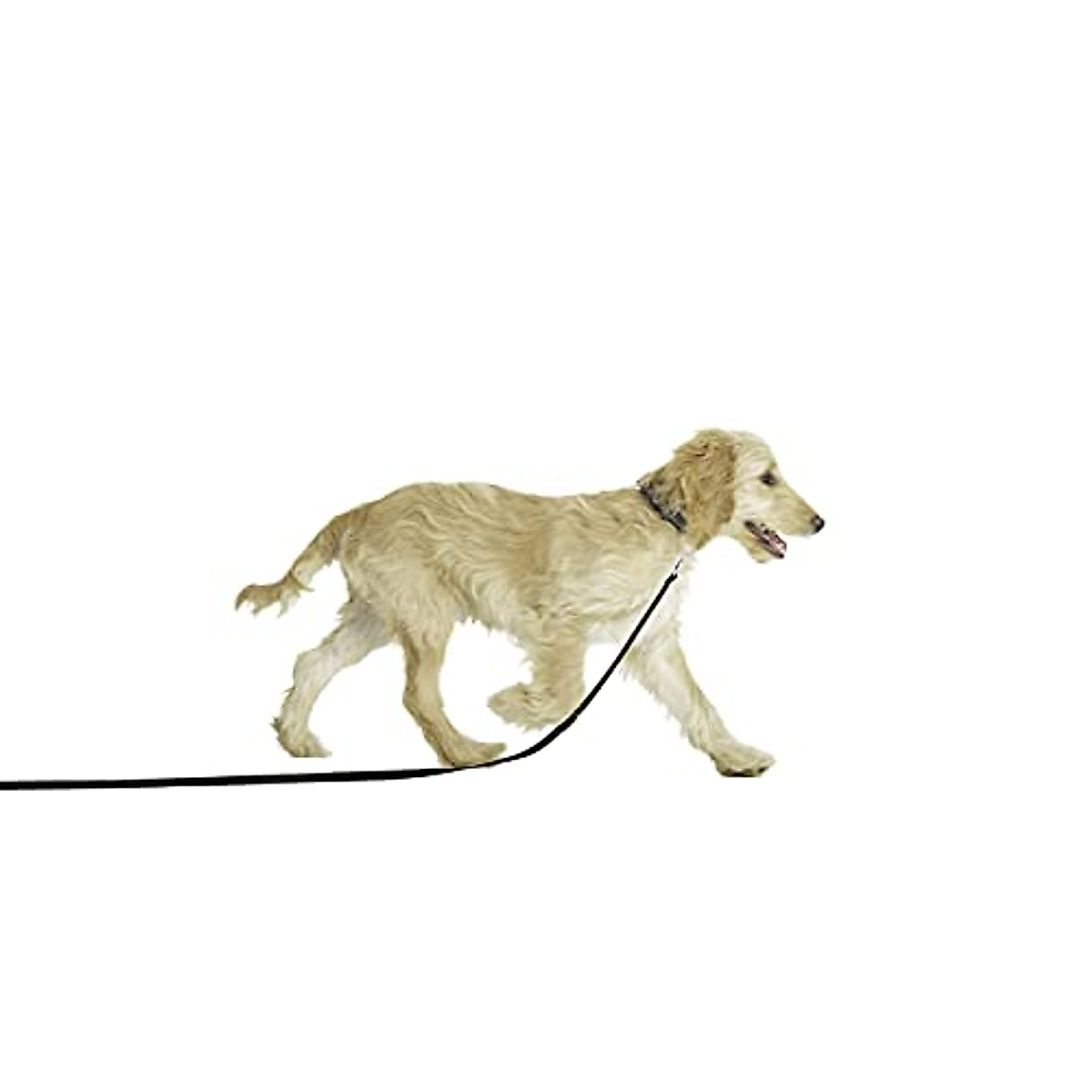 COA Puppy Training Line