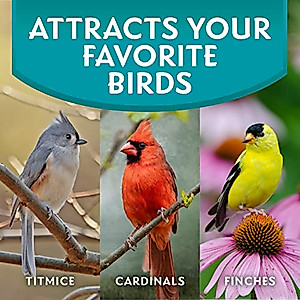 Morning Song Clean & Free Shell Free Wild Bird Food, Premium No Mess Bird Seed for Outside Feeders, 10-Pound Bag