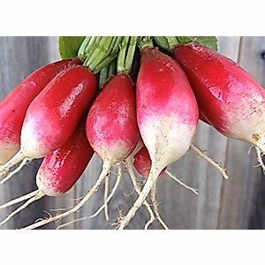 French Breakfast Radish Seeds for Planting, 200+ Heirloom Seeds Per Packet, (Isla's Garden Seeds), Non GMO Seeds, Botanical Name: Raphanus sativus, Great Home Garden Gift