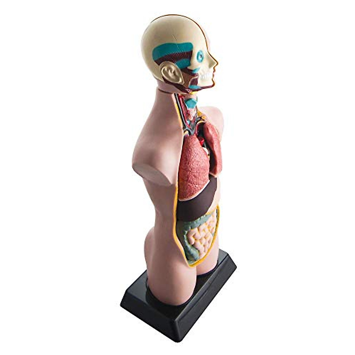 hand2mind 19 Inch Tabletop Human Torso Model, Anatomically Accurate Kit, 10 Removable Human Organs, Anatomy Model for Kids, Human Anatomy Torso Model, Science School Supplies, Trachea Model